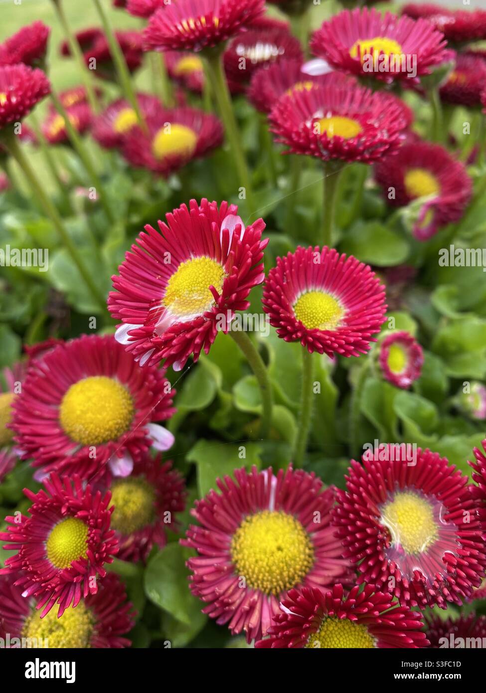 Beautiful daisy hi-res stock photography and images - Alamy