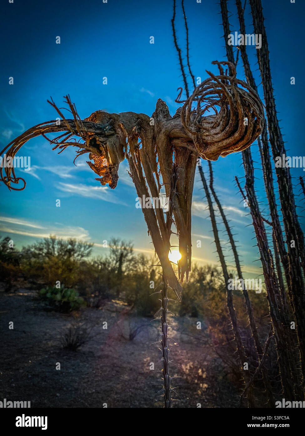 Saguaro cactus animal hi-res stock photography and images - Alamy