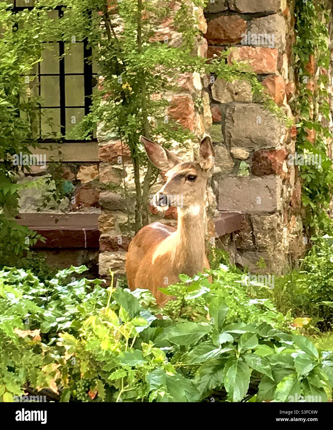 Westside deer hi-res stock photography and images - Alamy