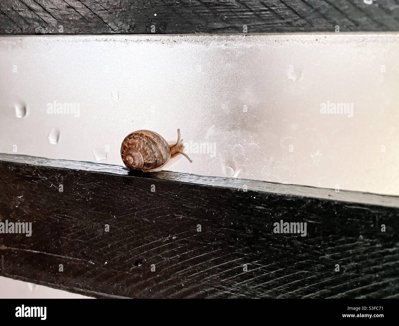 Baby snail hi-res stock photography and images - Alamy