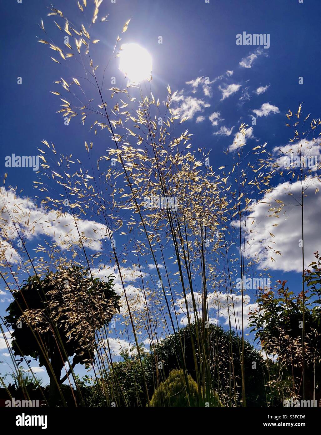 Giant oats hi-res stock photography and images - Alamy