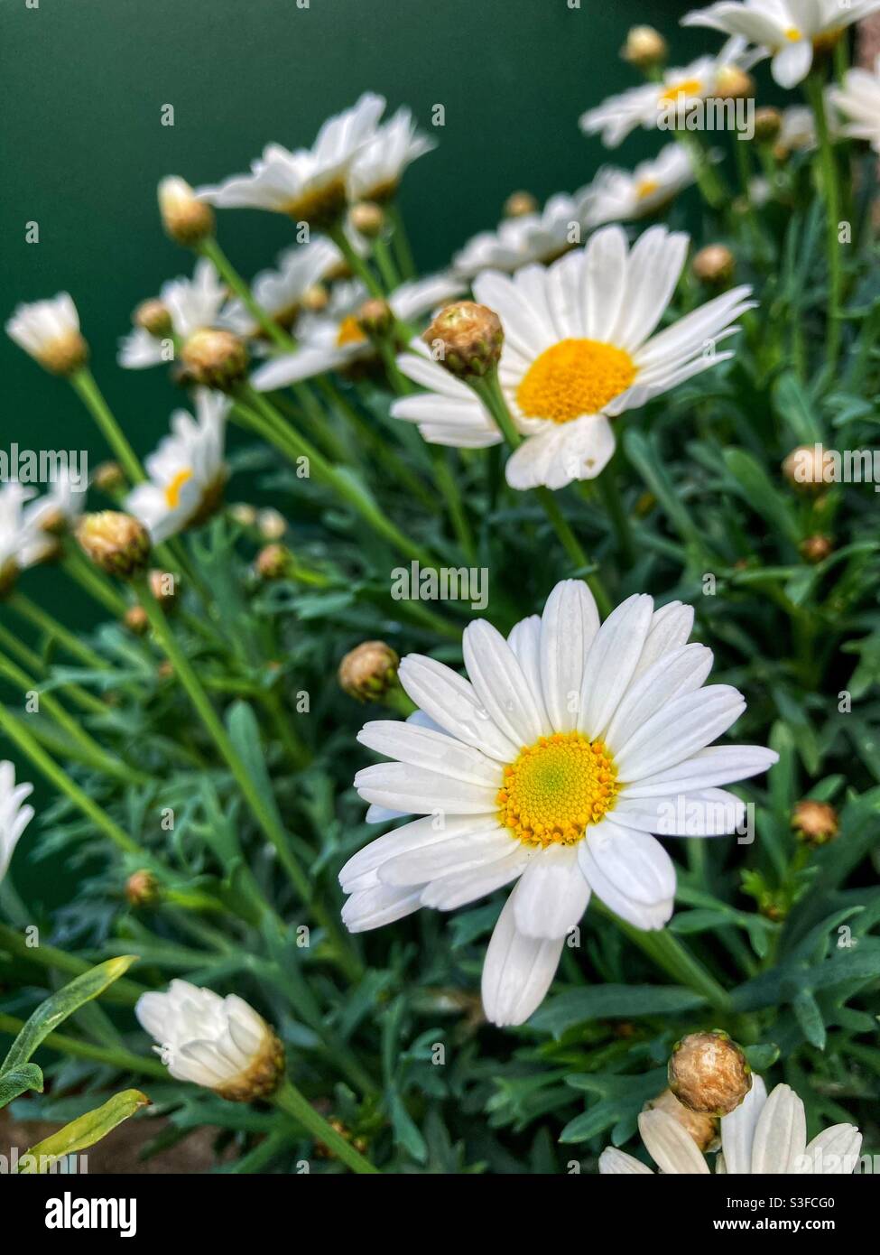 Large daisy hi-res stock photography and images - Alamy
