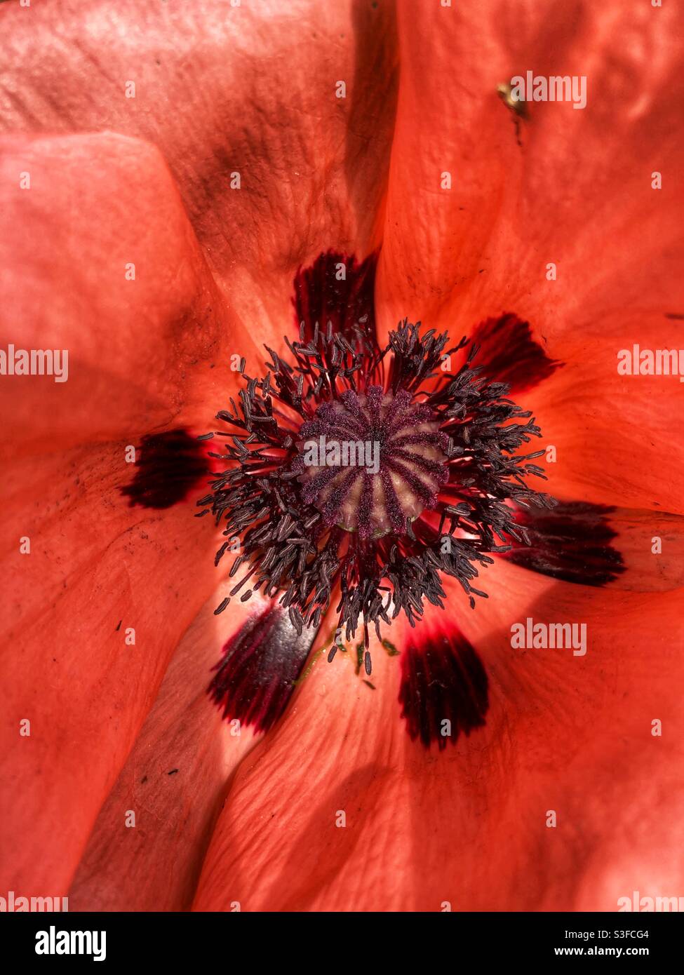 Inside a giant Poppy Stock Photo - Alamy