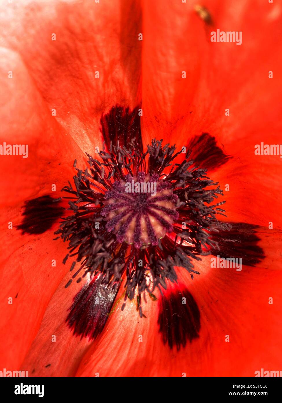 Inside a poppy flower hi-res stock photography and images - Alamy