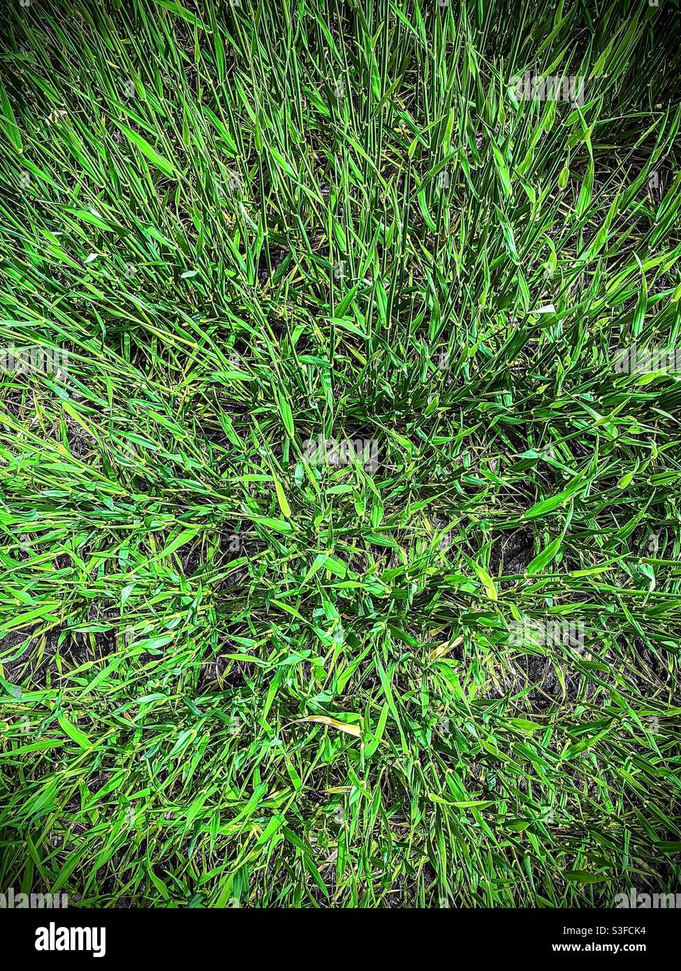 Green fields close hi-res stock photography and images - Alamy