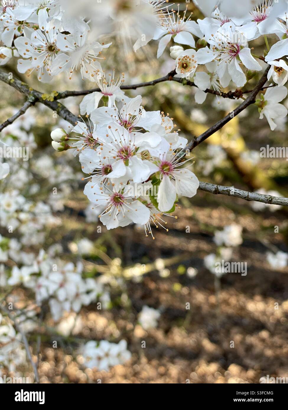 Clapham flowers hi-res stock photography and images - Alamy