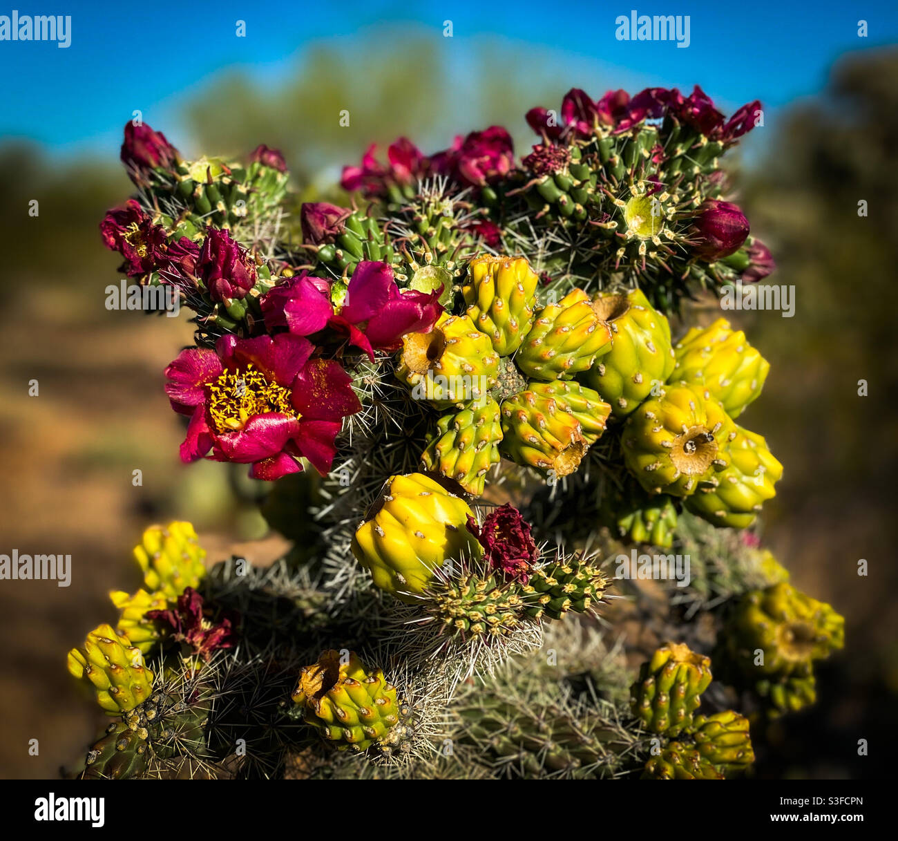 Cholla Cactus In Bloom
