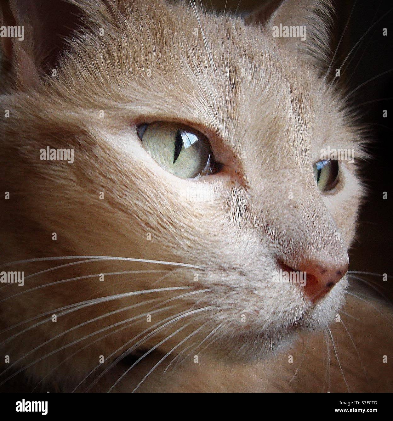 Buff cat hi-res stock photography and images - Alamy