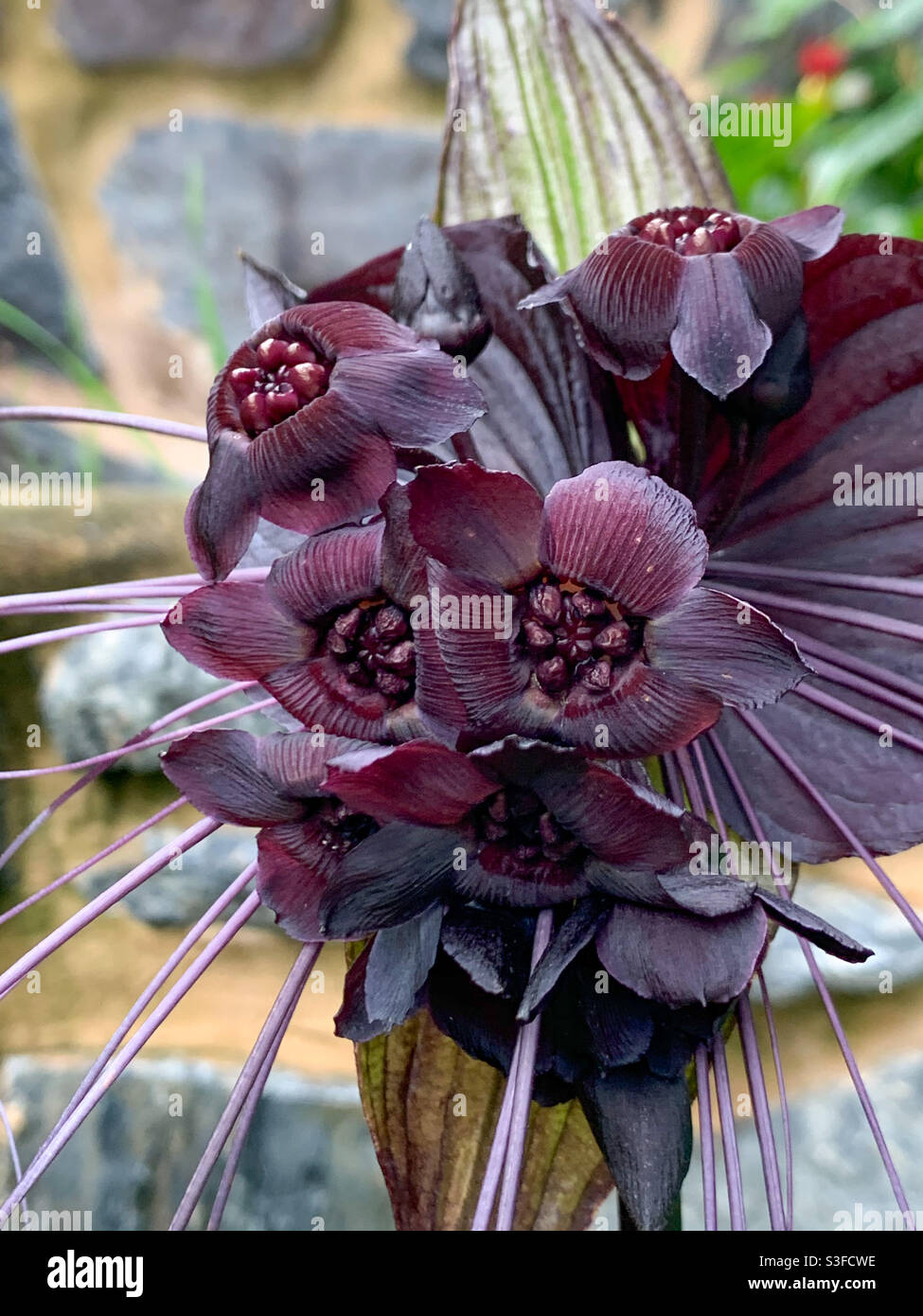 Tacca chantrieri hi-res stock photography and images - Alamy