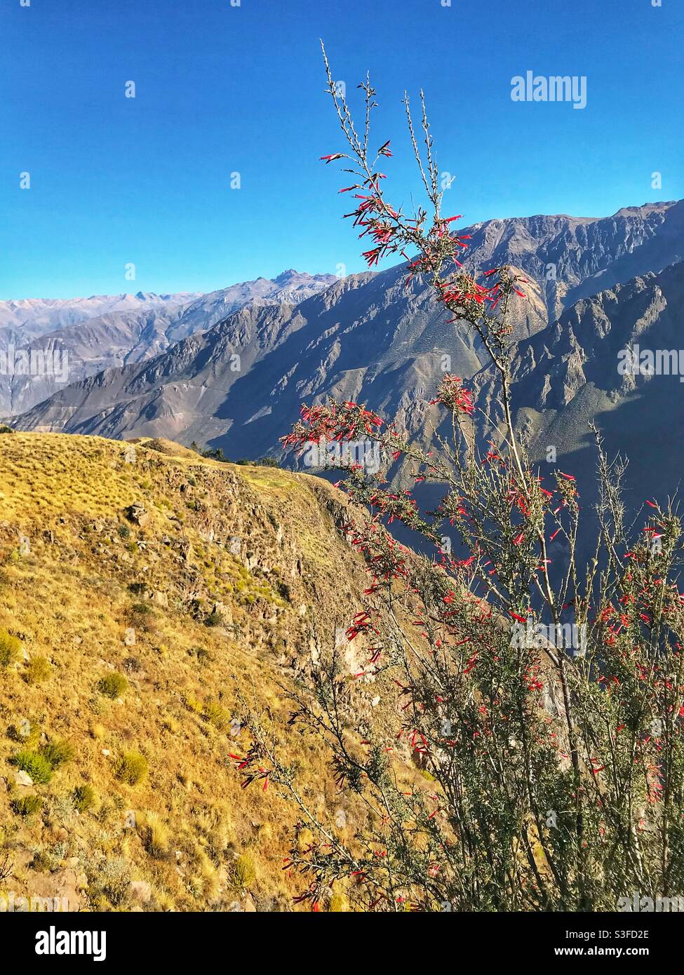 Cantuta (Cantua buxifolia), Peru’s national flower, at the Colca Canyon ...