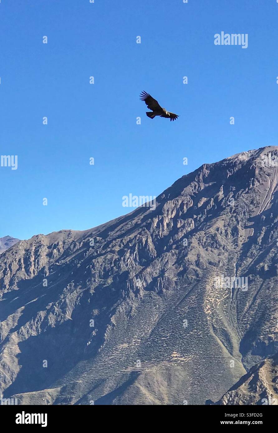 An Andean condor (vultur gryphus) soars over Condor Cross at the Colca ... An Andean condor (vultur gryphus) soars over Condor Cross at the Colca ...