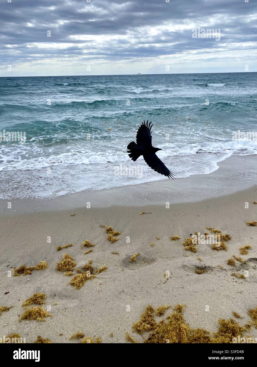 Quoth the raven hi-res stock photography and images - Alamy