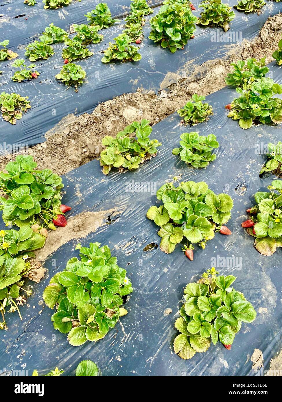 California strawberry farm hi-res stock photography and images - Alamy