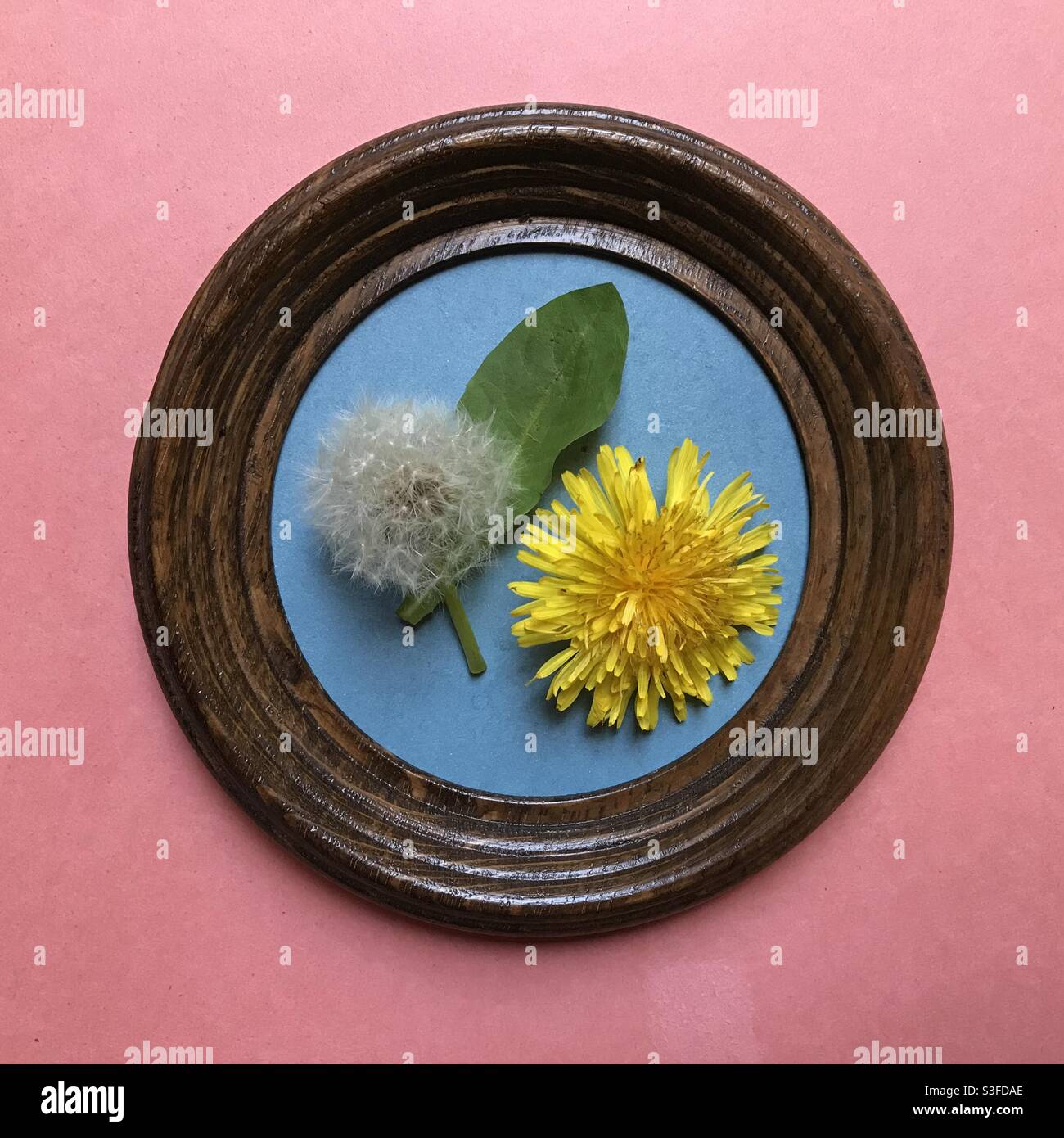 Dandelion frame hi-res stock photography and images - Alamy