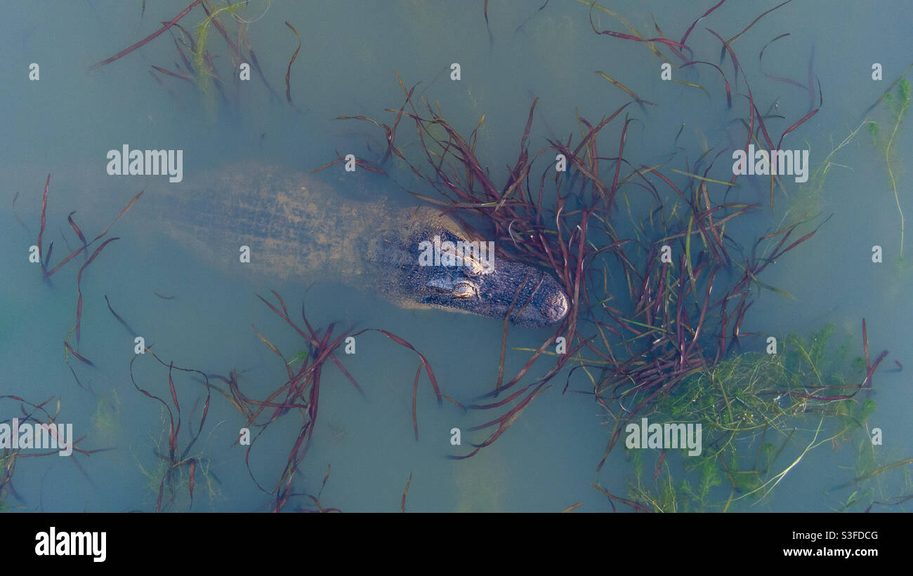 Aerial alligator hi-res stock photography and images - Alamy