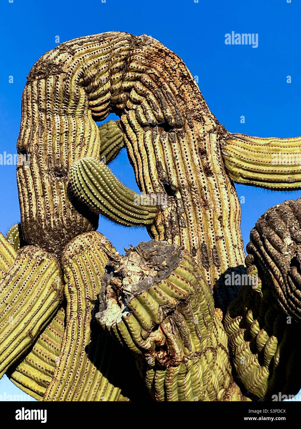 Damaged cactus hi-res stock photography and images - Alamy