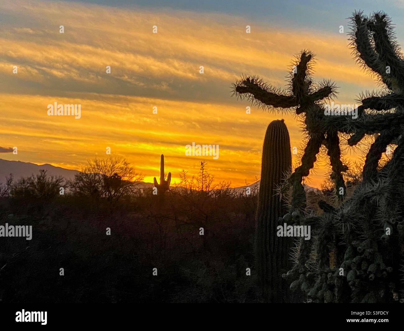 Saguaro at sunrise hi-res stock photography and images - Alamy