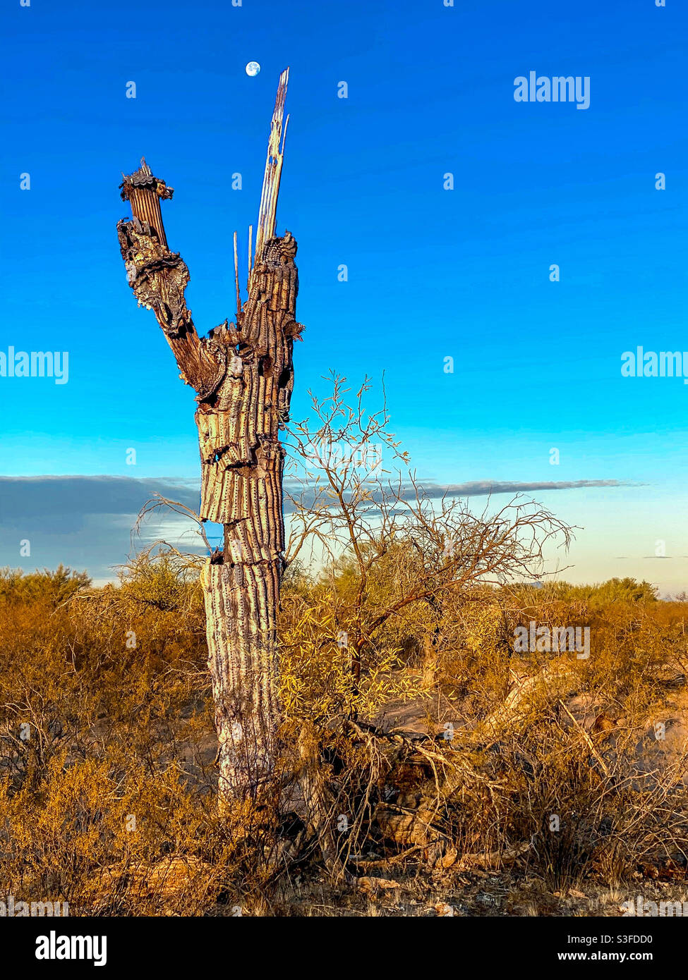 Dead vegetation hi-res stock photography and images - Alamy