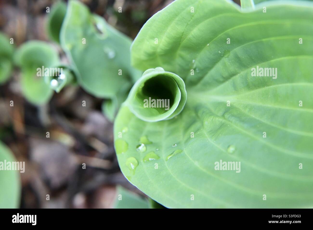 Spring rain drops hi-res stock photography and images - Alamy