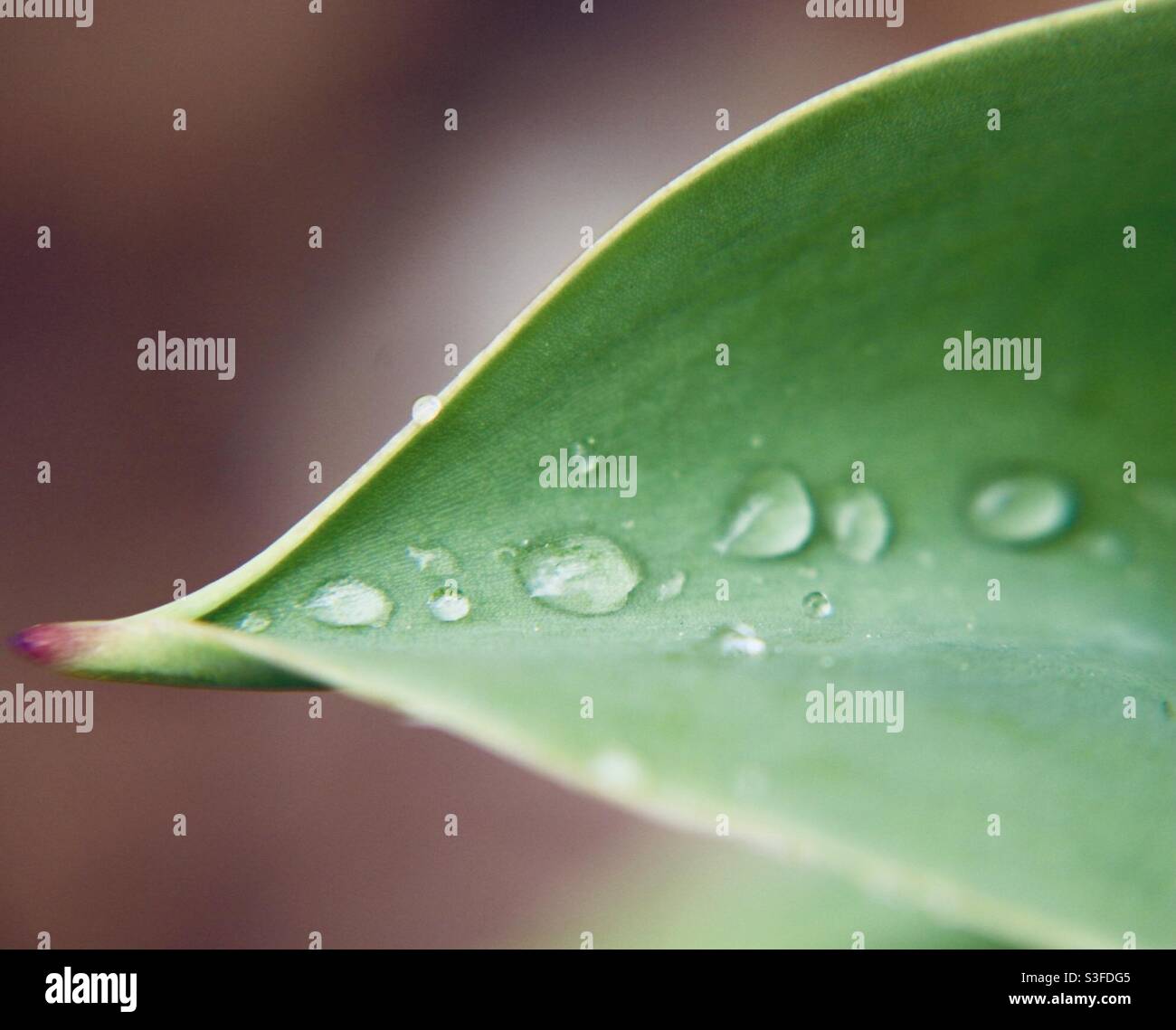 Spring rain nature hi-res stock photography and images - Alamy
