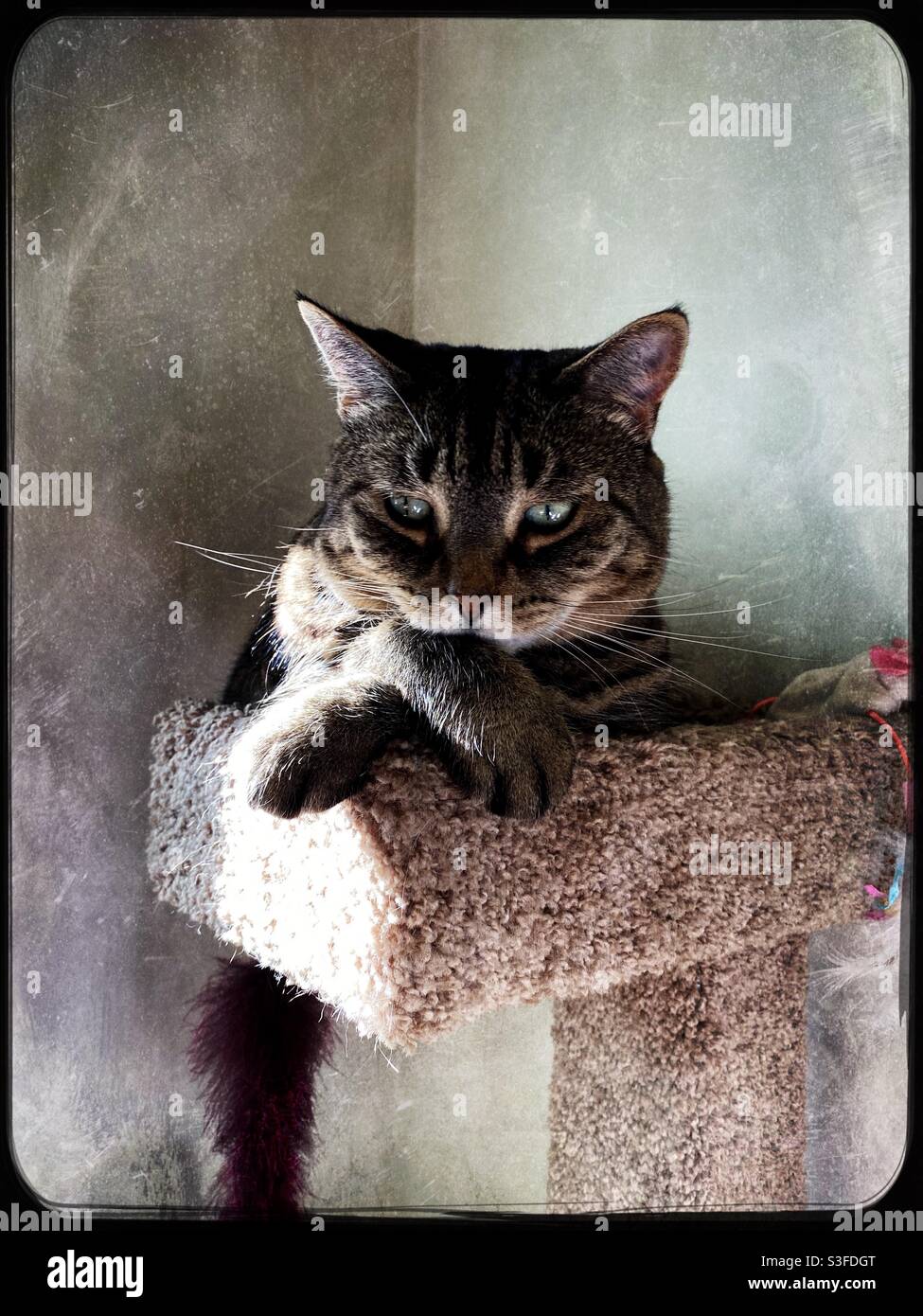 Pensive tabby cat with crossed paws Stock Photo - Alamy