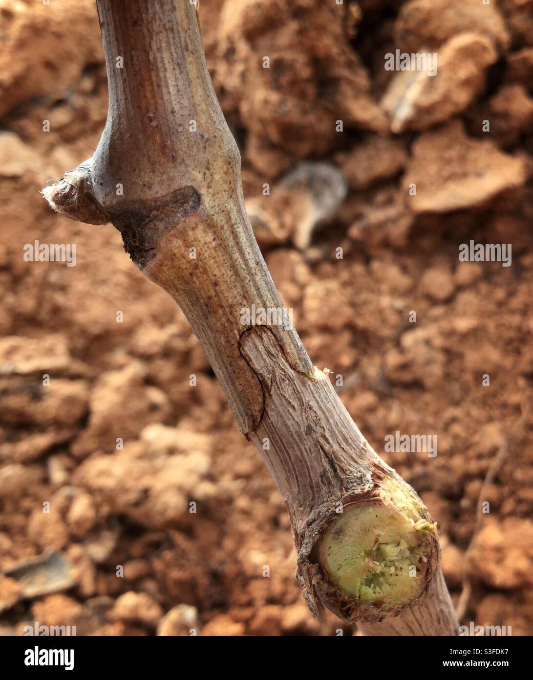 Omega grafting hi-res stock photography and images - Alamy