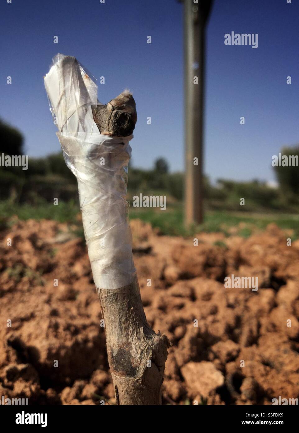Grafting vineyard hi-res stock photography and images - Alamy