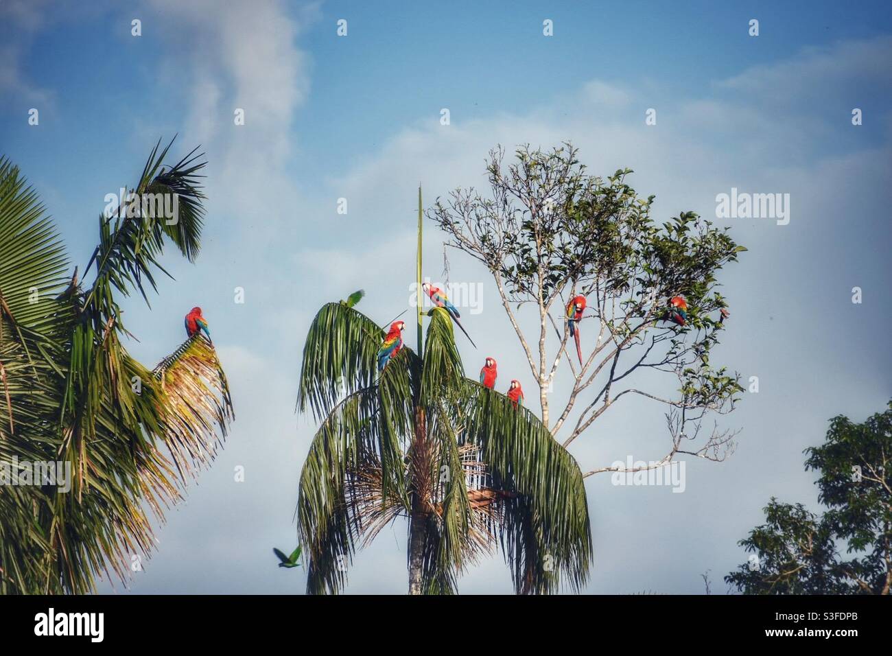 Scarlet Macaws (Ara macao) in the Peruvian Amazon Stock Photo - Alamy