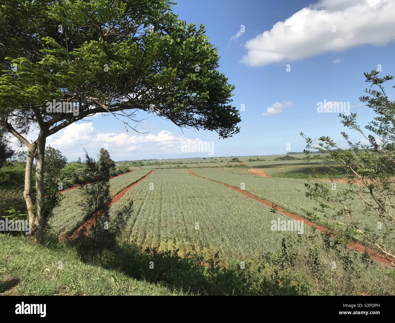 Pineapple trees hi-res stock photography and images - Alamy