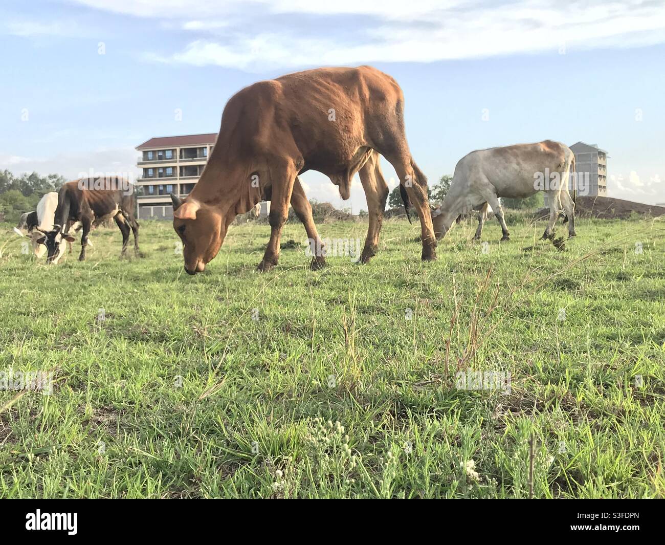 Domestic animals.These breed of domestic animals can thrive in dry ...