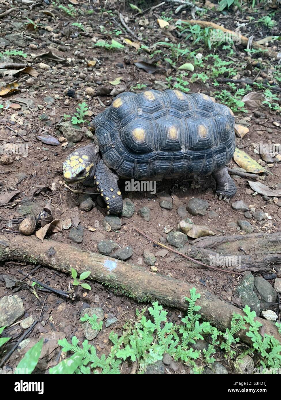 Land turtle hi-res stock photography and images - Alamy