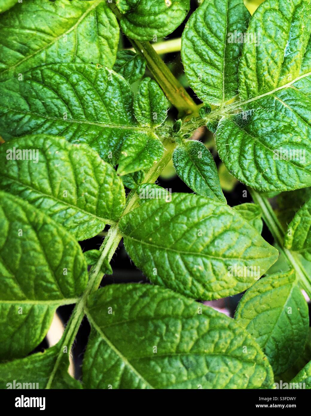 Tomato Plant Leaves