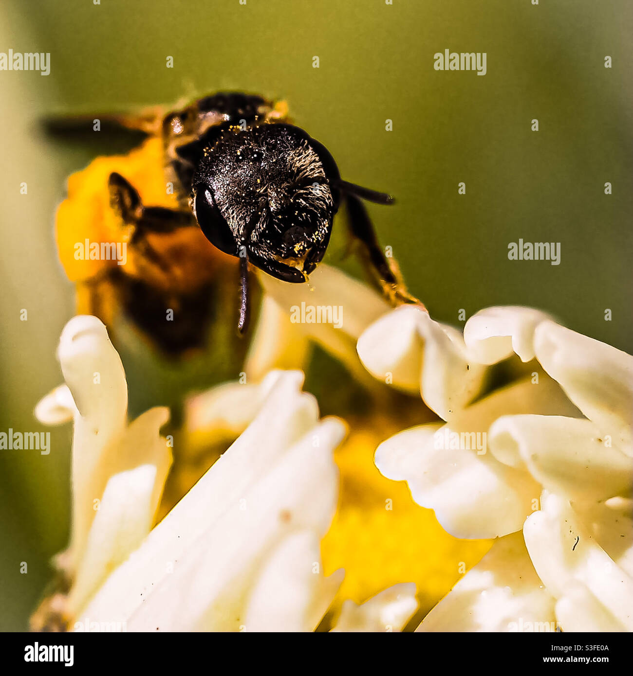 Buzz pollinators hi-res stock photography and images - Alamy