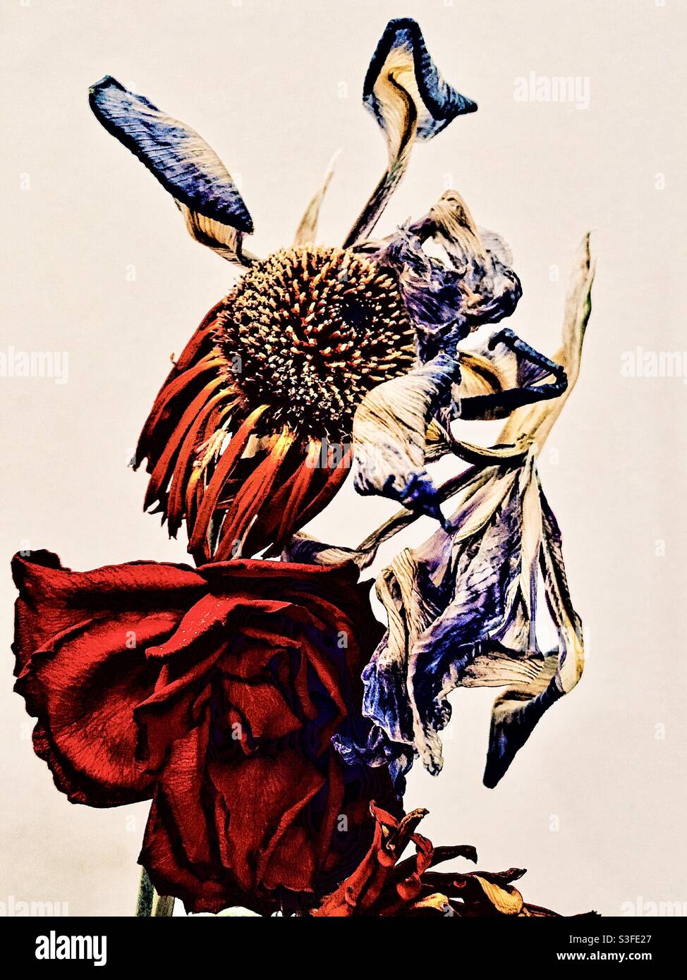 Beautiful dead flowers hi-res stock photography and images - Alamy