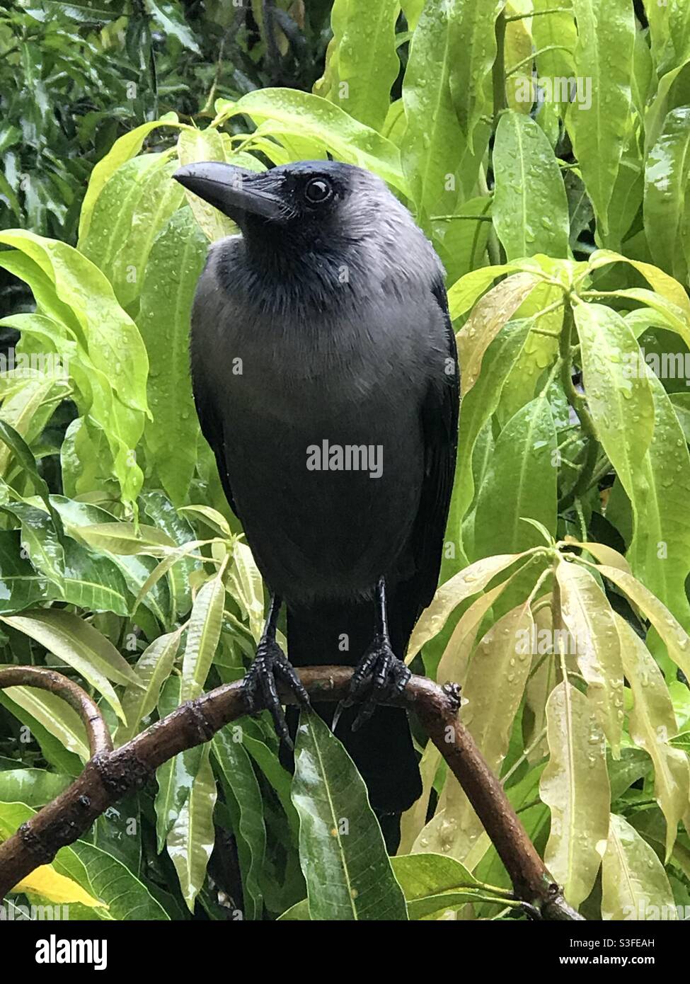Raining on bird hi-res stock photography and images - Alamy