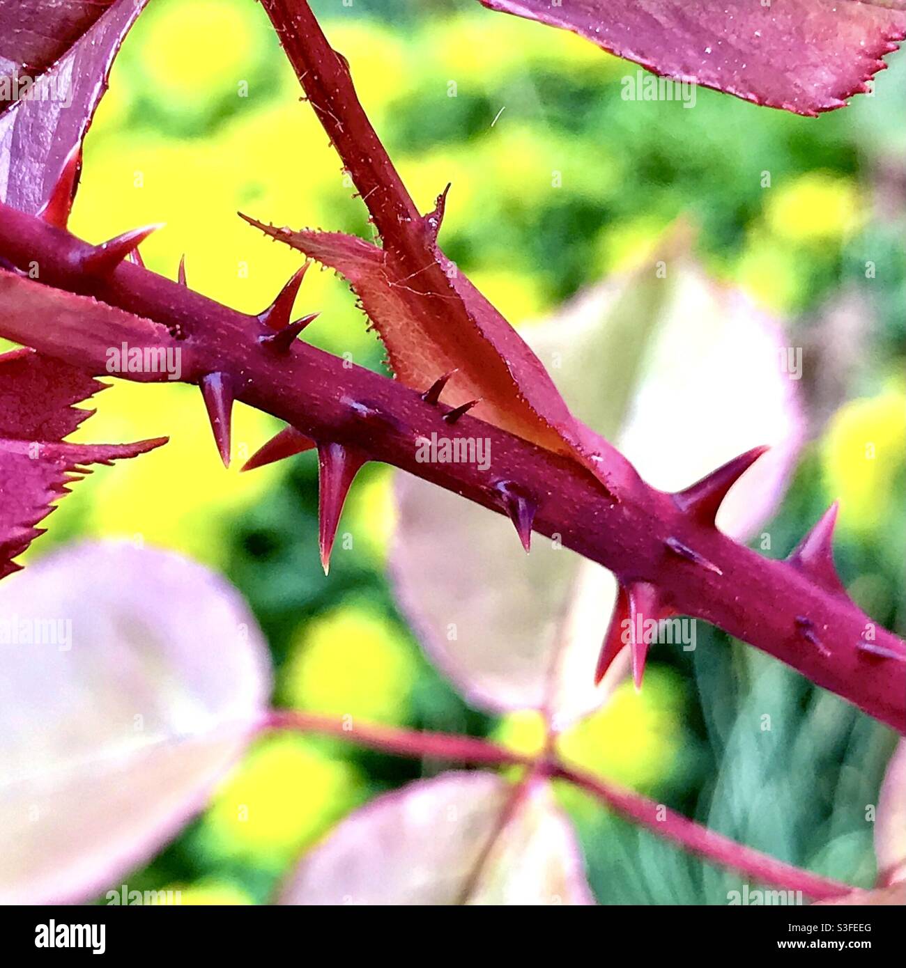 Rose With Thorns High Resolution Stock Photography and Images - Alamy
