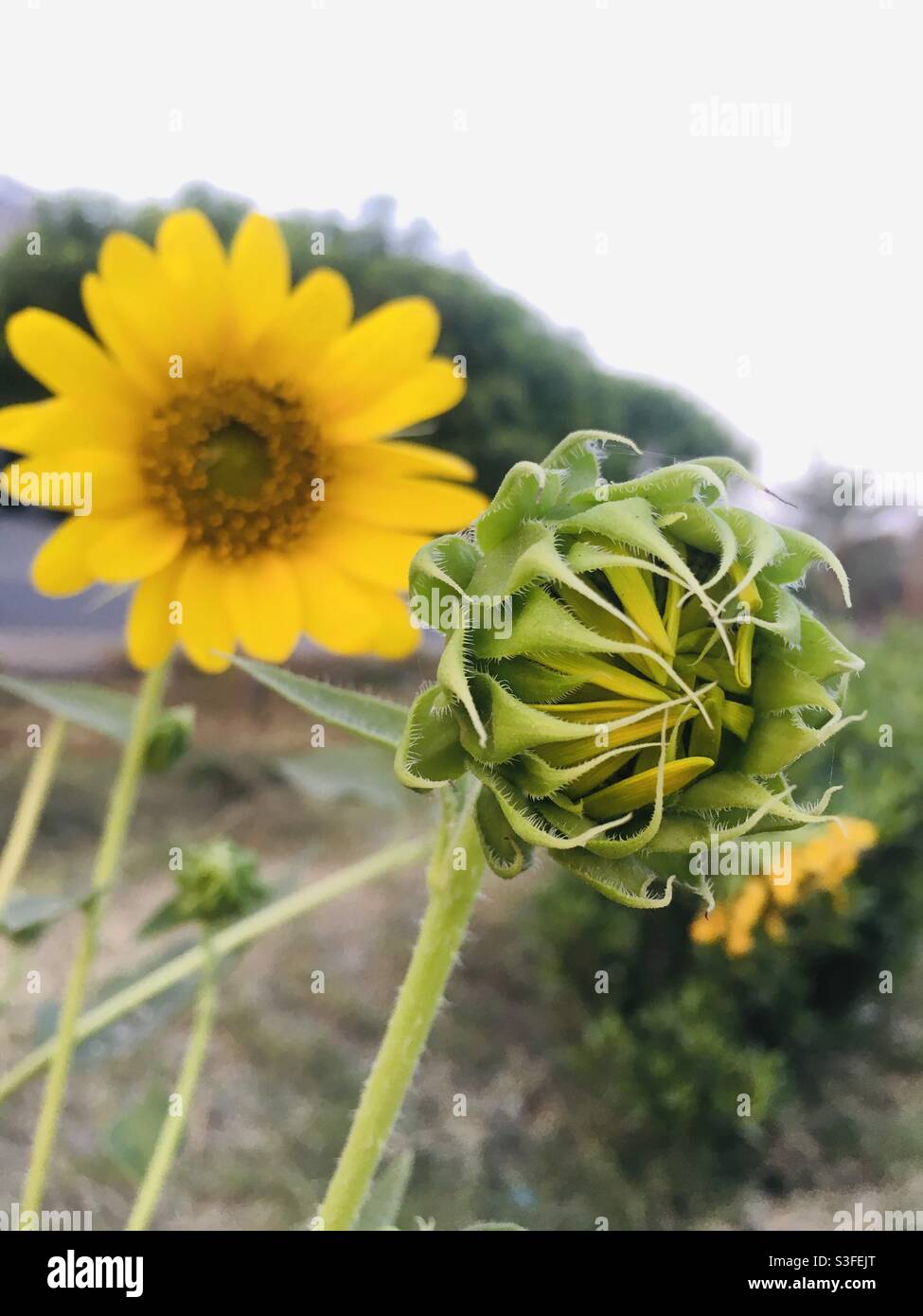 Sunflower spring hi-res stock photography and images - Alamy