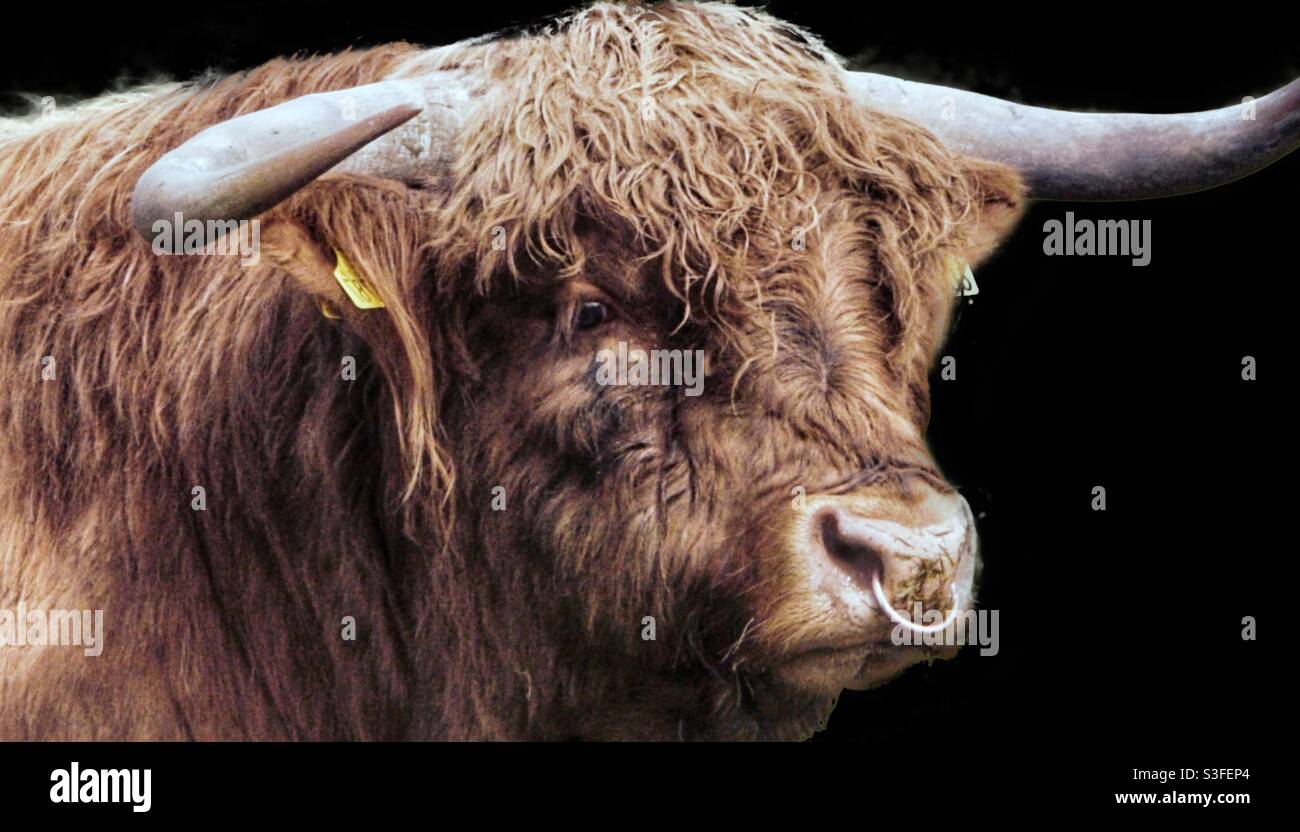 Bull horn hi-res stock photography and images - Alamy