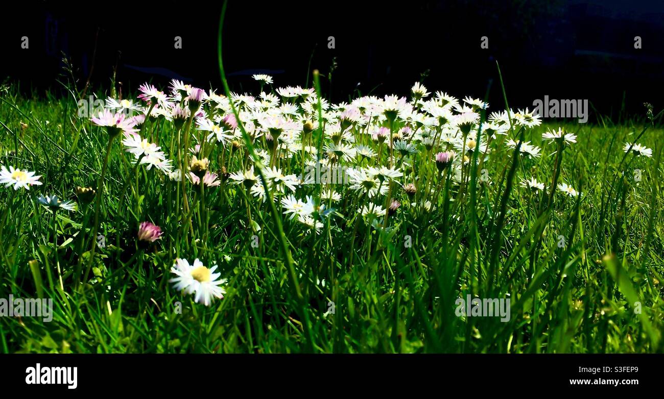 Eye level hi-res stock photography and images - Alamy