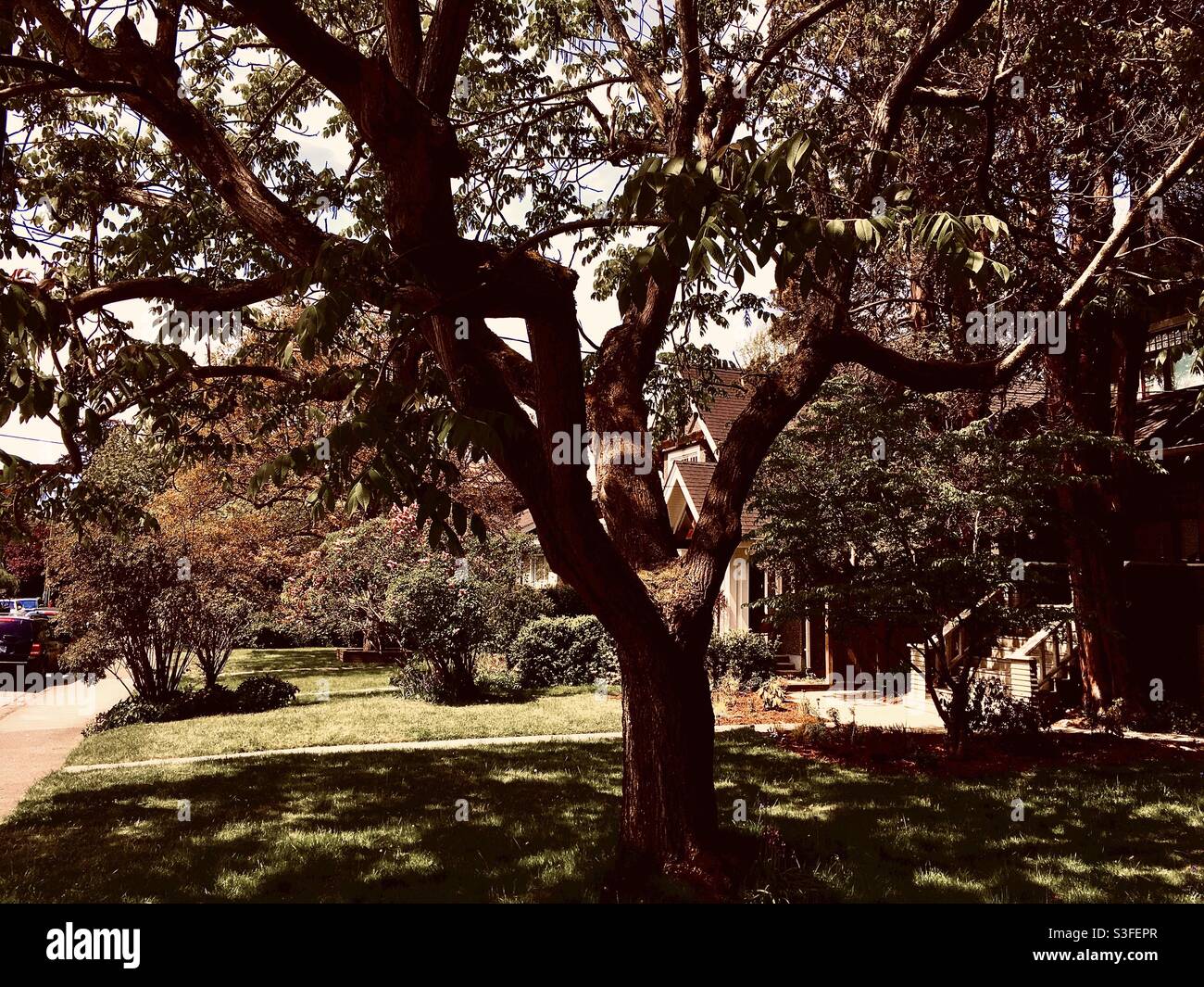 Tree silhouette shadows hi-res stock photography and images - Alamy