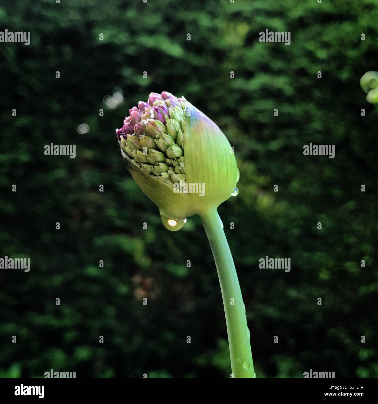 Allium flower emerging with raindrop Stock Photo - Alamy