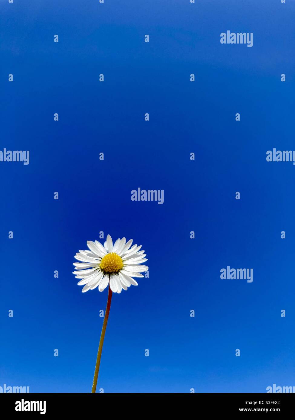 Daisy with stem hi-res stock photography and images - Alamy
