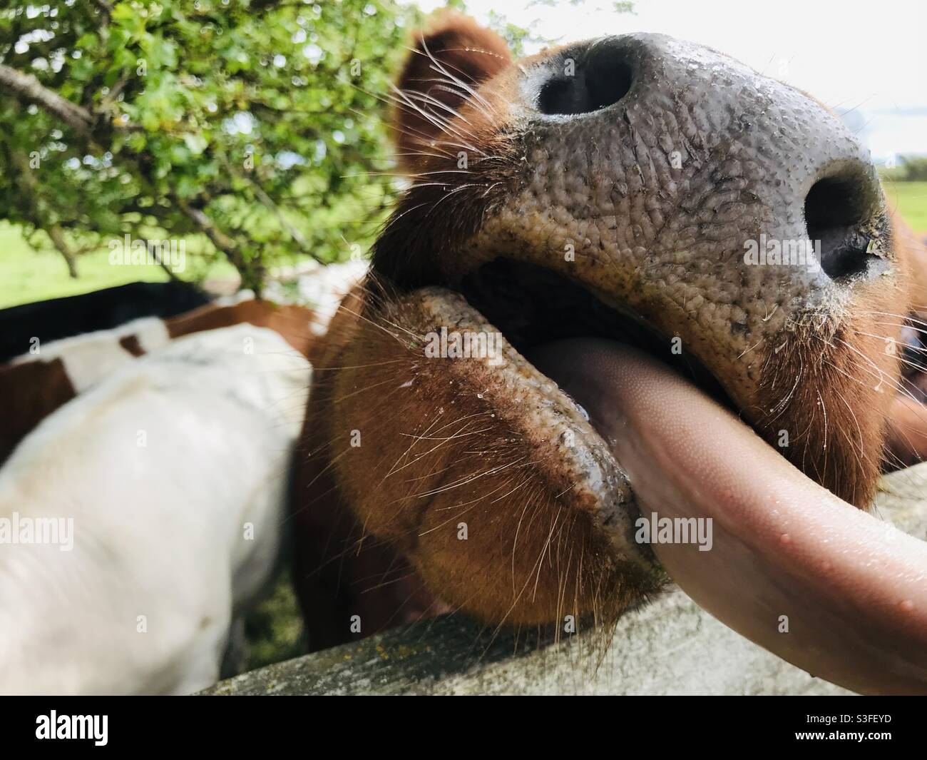 Lick tongue hi-res stock photography and images - Alamy