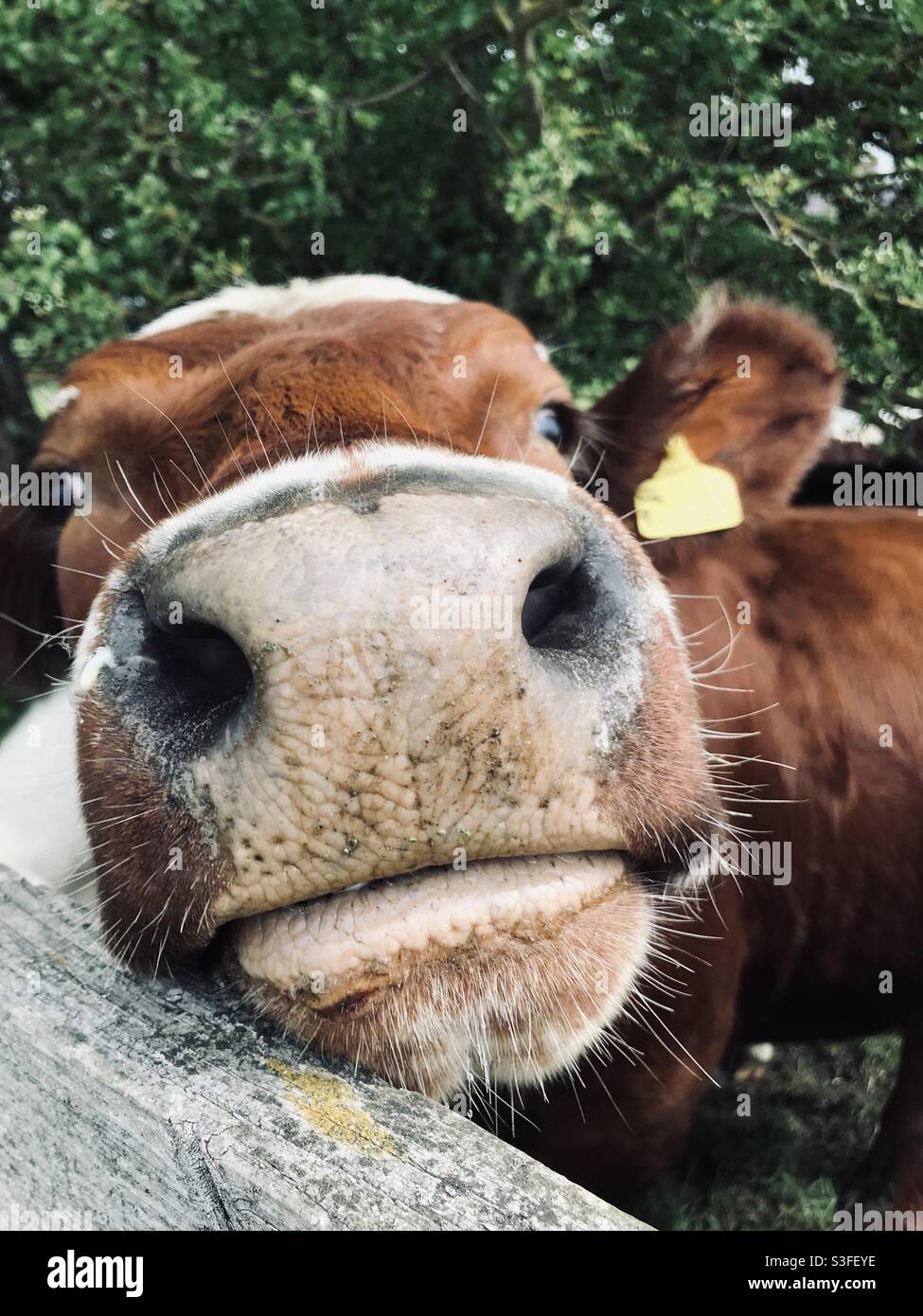 Cute cow hi-res stock photography and images - Alamy
