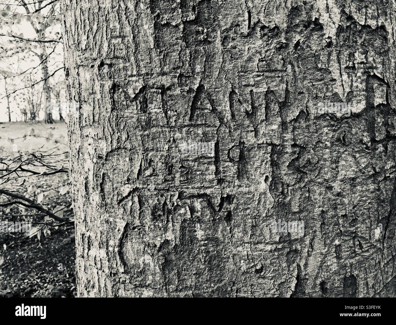 Graffiti tree hi-res stock photography and images - Alamy