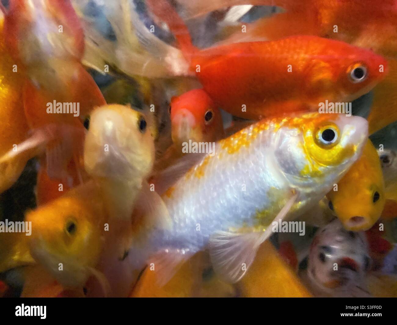 Goldfish scales hi-res stock photography and images - Alamy