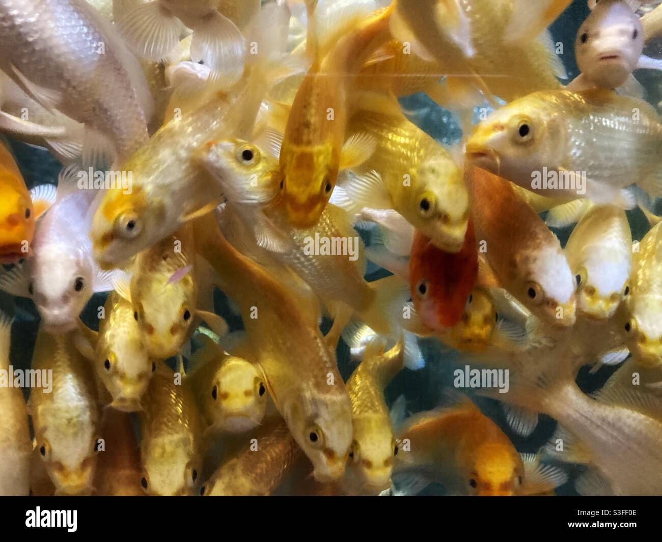 Koi fish in a fish tank Stock Photo - Alamy