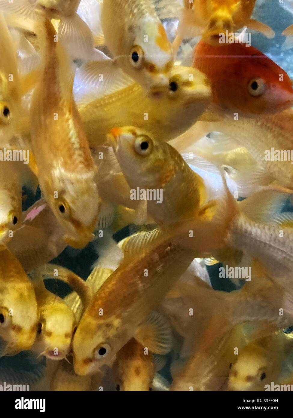 Fish with scales hi-res stock photography and images - Alamy