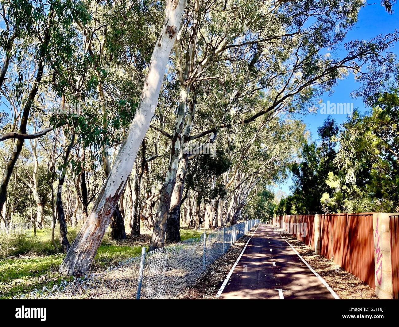 Bike path alongside a grove of eucalyptus trees in Perth Western ...