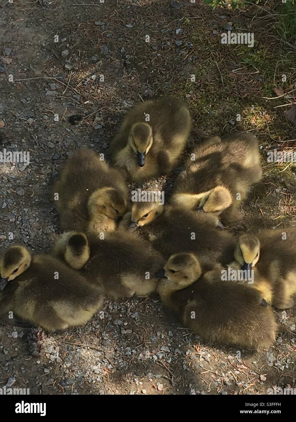 Canada goose with babies hi-res stock photography and images - Alamy